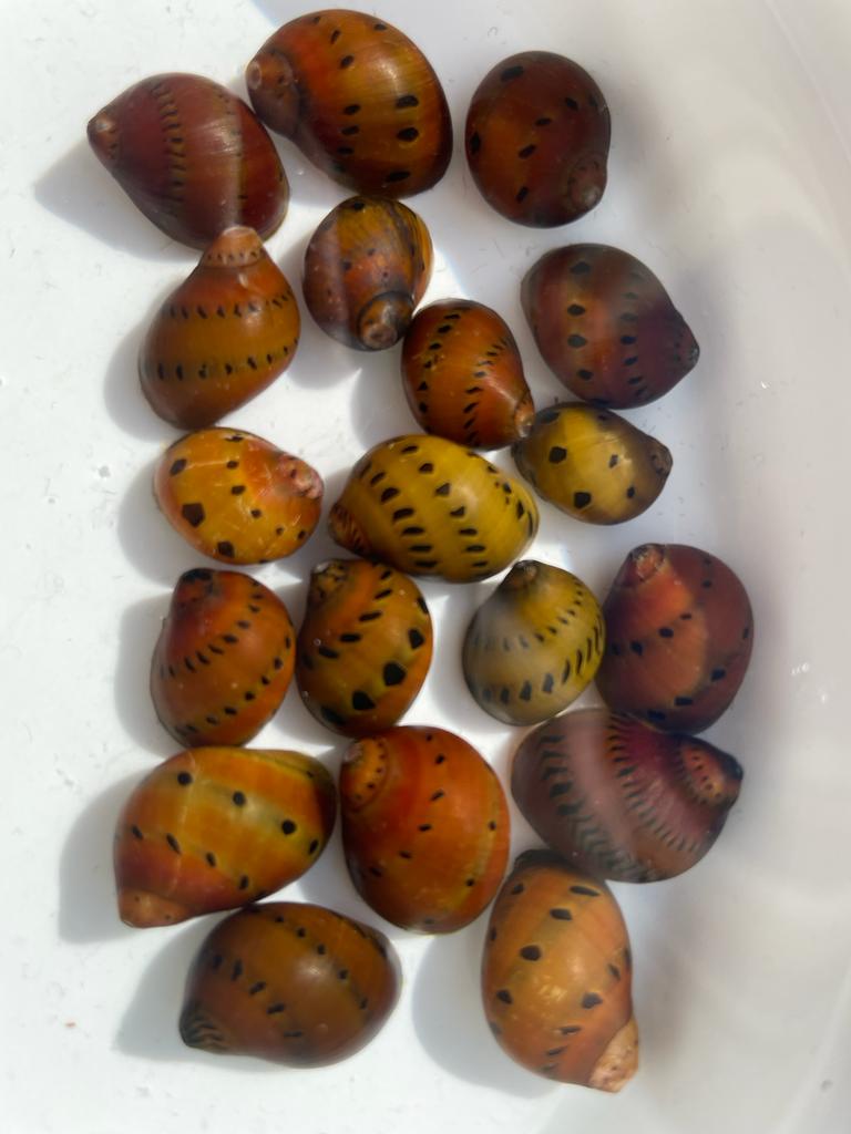 10x Mixed Coloured Ramshorn Snails +3x Trumpet Snail + 1x Nerite Snail ...